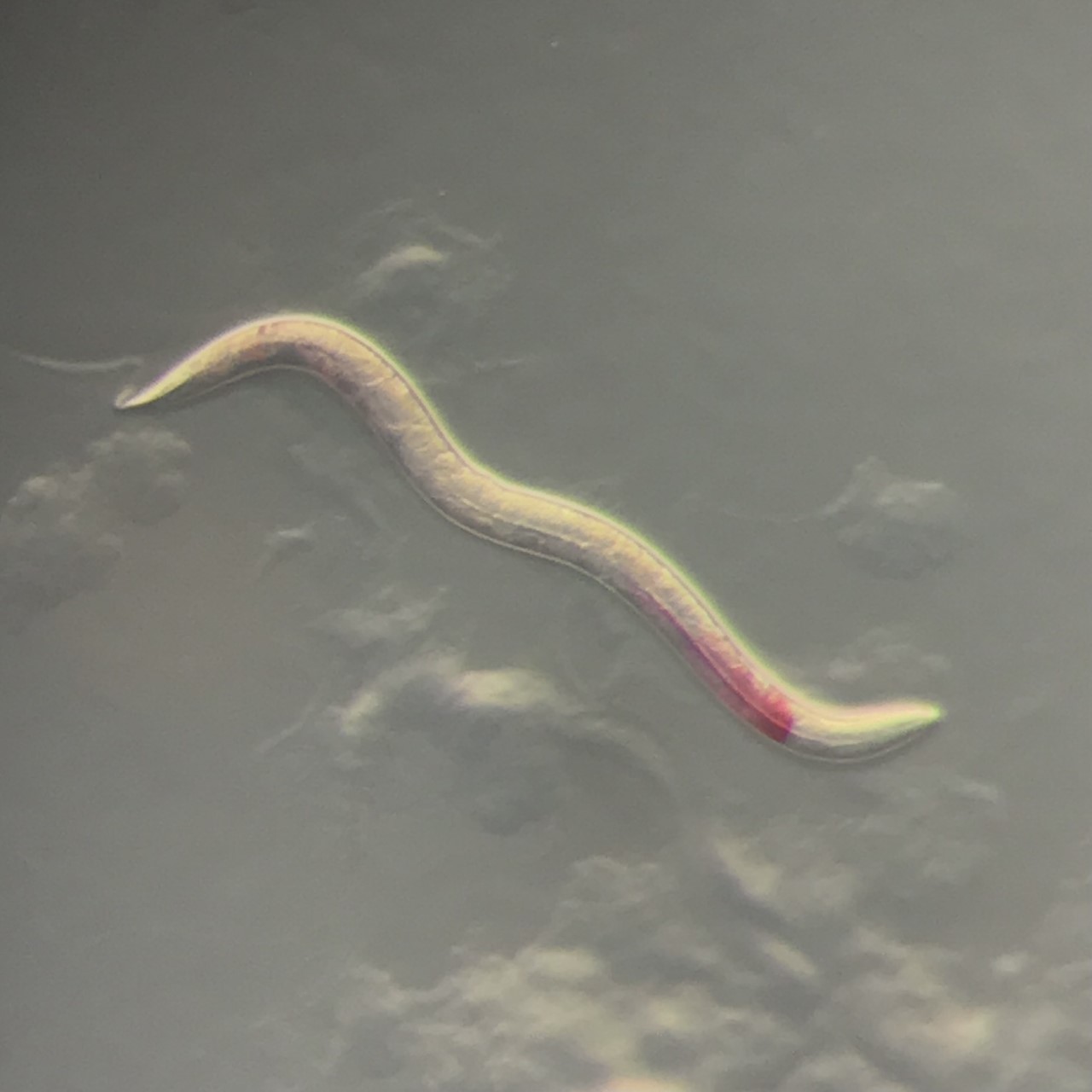 Research – Jordan A. Lewis